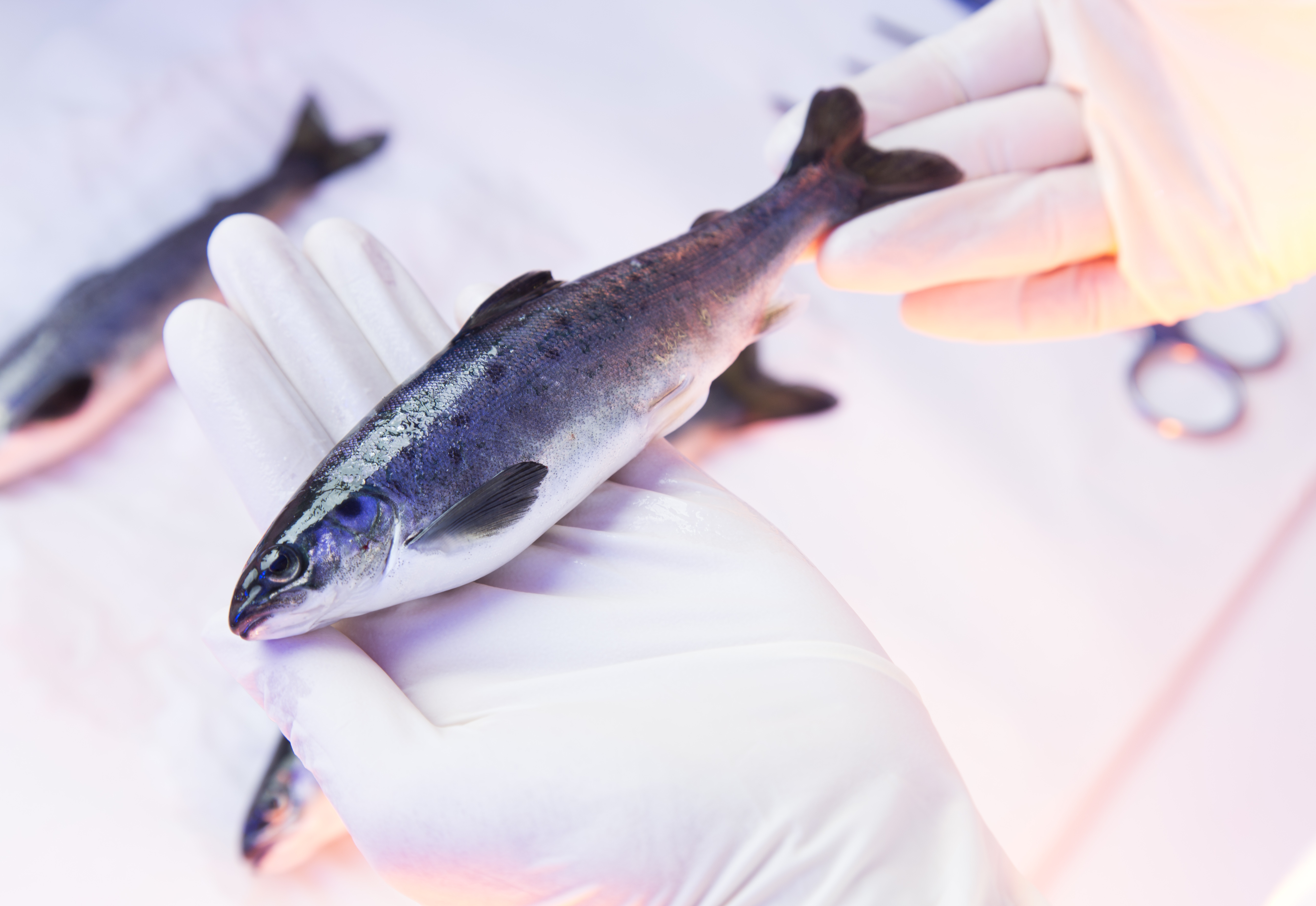 SuperSmolt Feed Only | STIM
