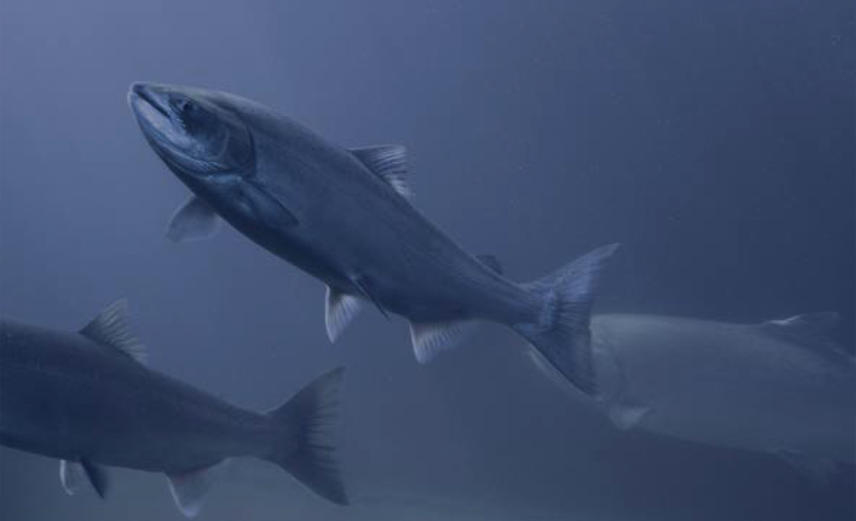 STIM - Present where fish are farmed